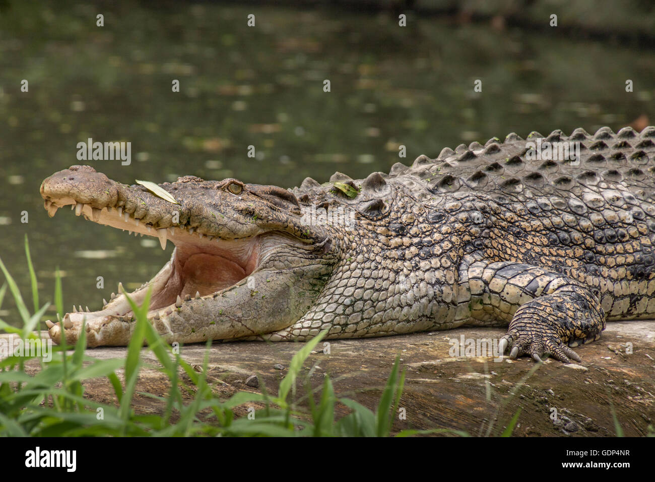 Crocodile side view hi-res stock photography and images - Alamy