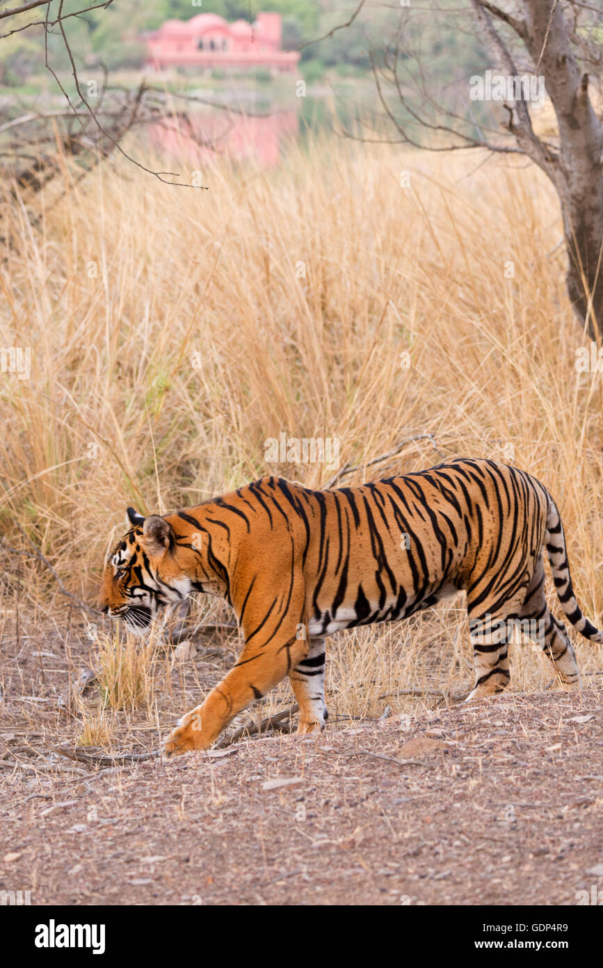 Wild Royal Bengal Tiger in the Ranthambore National Park in Rajasthan ...