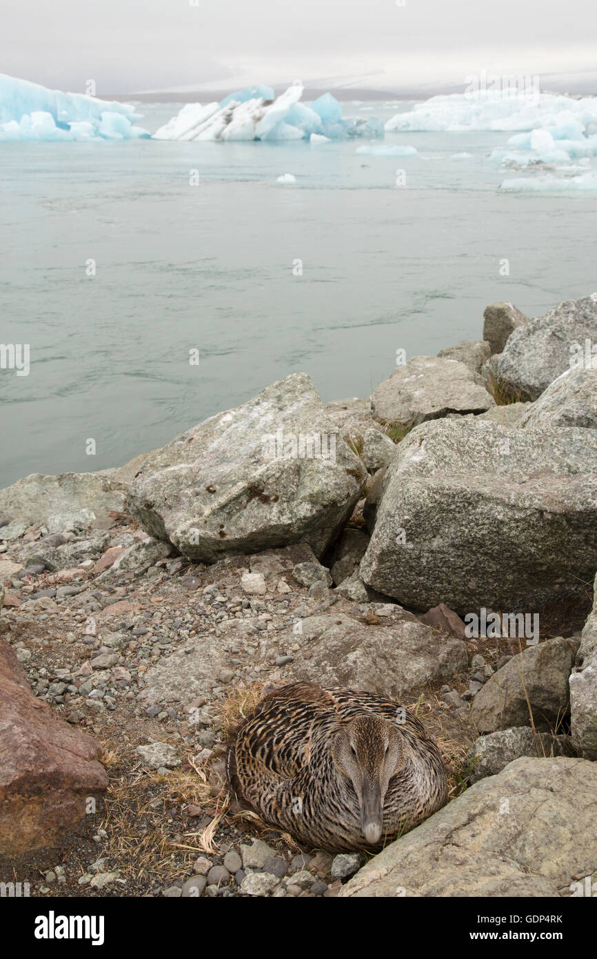 Eider Nest Stock Photos & Eider Nest Stock Images - Alamy
