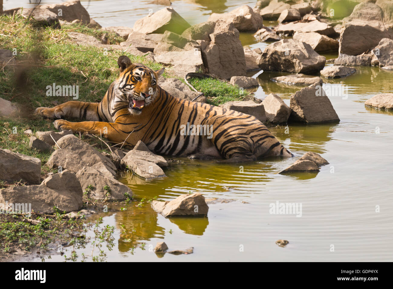 Wild Royal Bengal Tiger in the Ranthambore National Park in Rajasthan ...