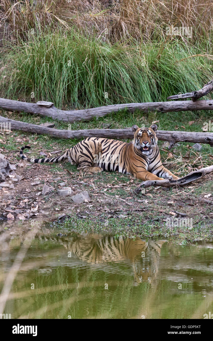 Wild Royal Bengal Tiger in the Ranthambore National Park in Rajasthan ...