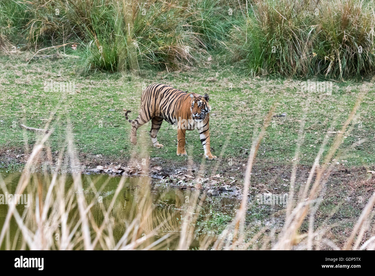 Wild Royal Bengal Tiger in the Ranthambore National Park in Rajasthan ...