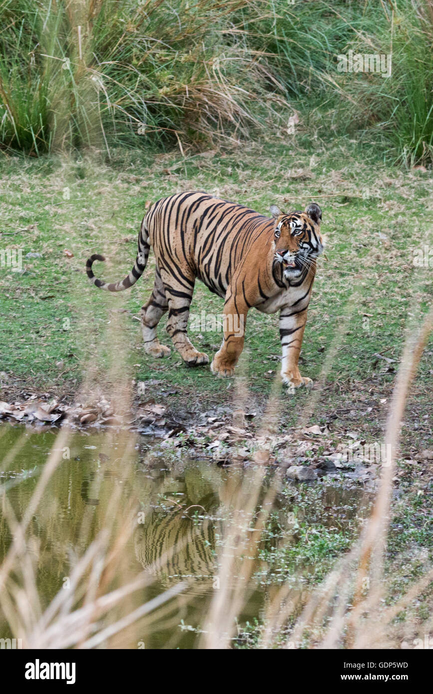 Wild Royal Bengal Tiger in the Ranthambore National Park in Rajasthan ...