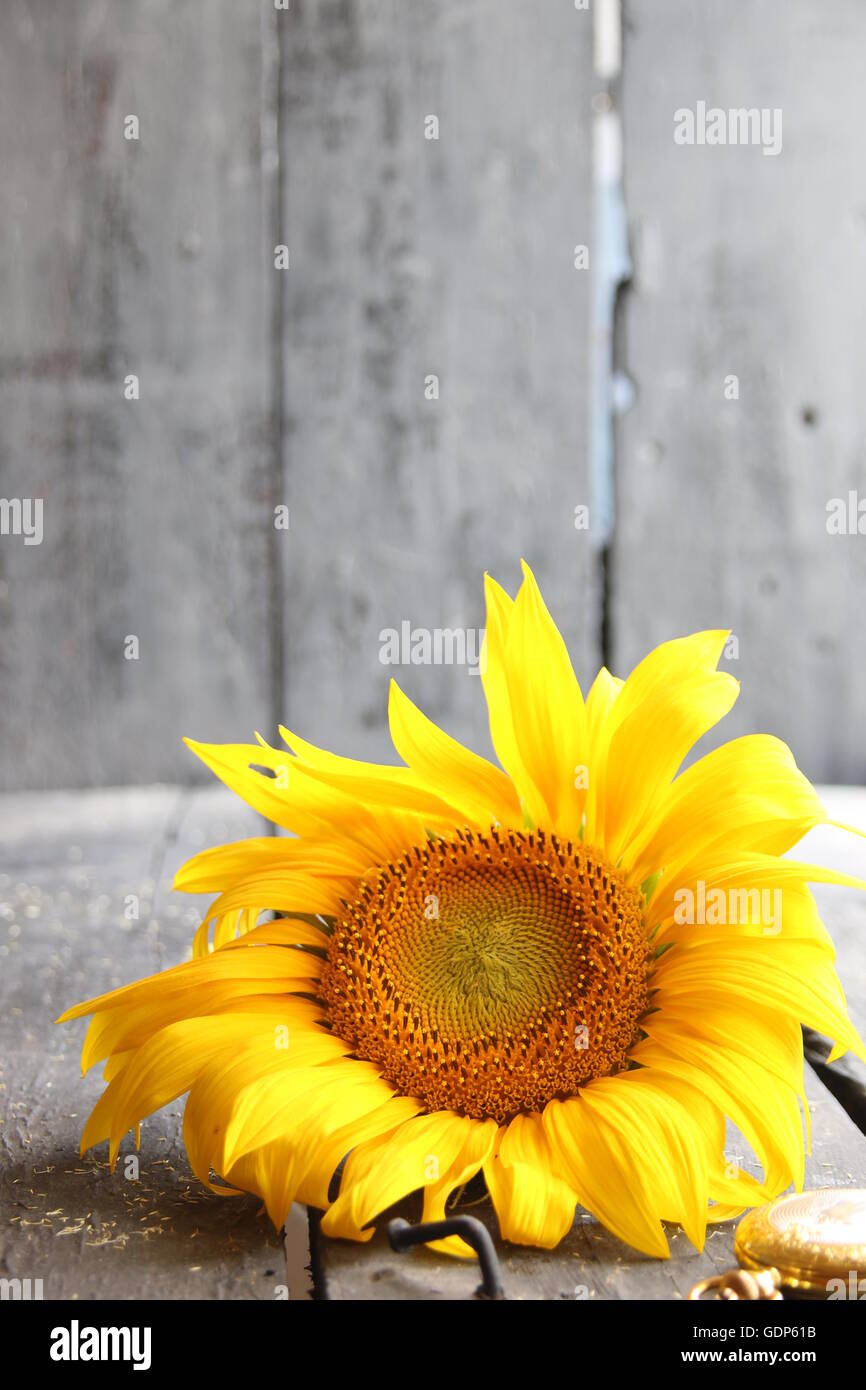 Mom with sunflower hi-res stock photography and images - Alamy