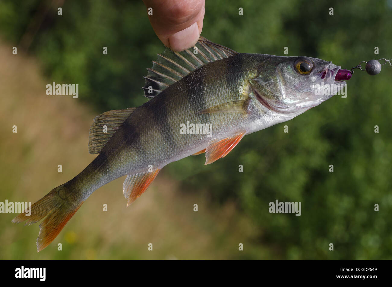 Striped perch hi-res stock photography and images - Alamy