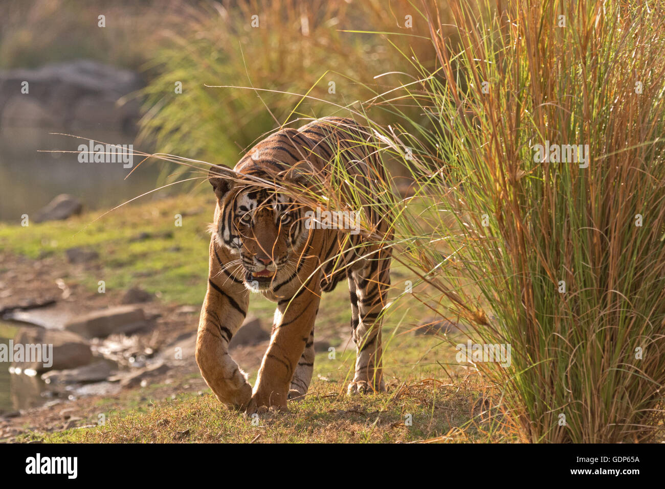 Wild Royal Bengal Tiger in the Ranthambore National Park in Rajasthan ...