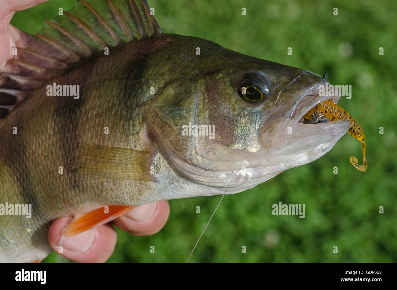 Red river jig hi-res stock photography and images - Alamy