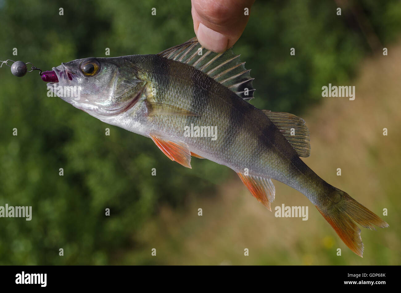 Jig hi-res stock photography and images - Alamy