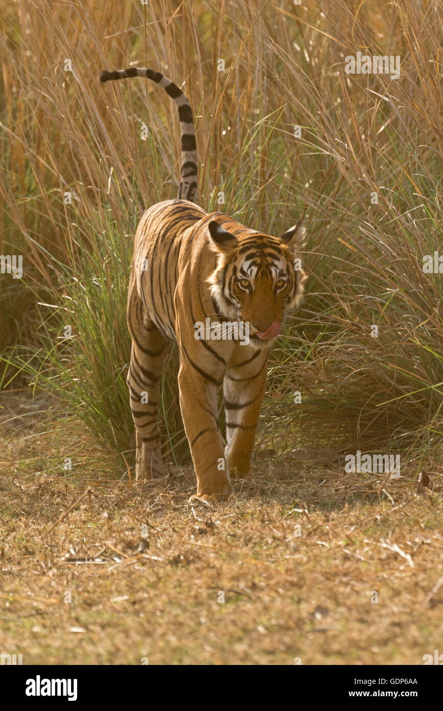 Wild Royal Bengal Tiger in the Ranthambore National Park in Rajasthan ...
