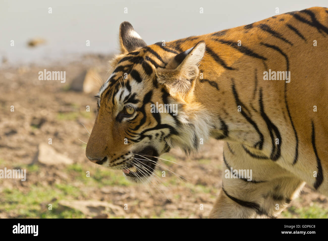 Wild Royal Bengal Tiger in the Ranthambore National Park in Rajasthan ...