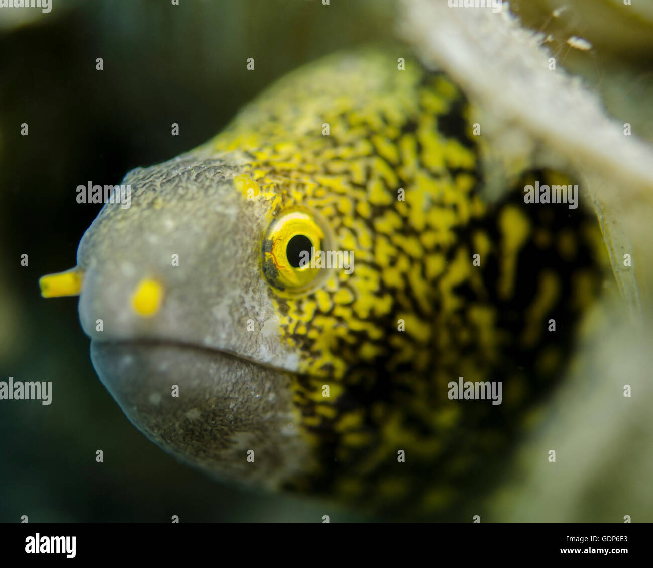 Snowflake moray eel hi-res stock photography and images - Alamy