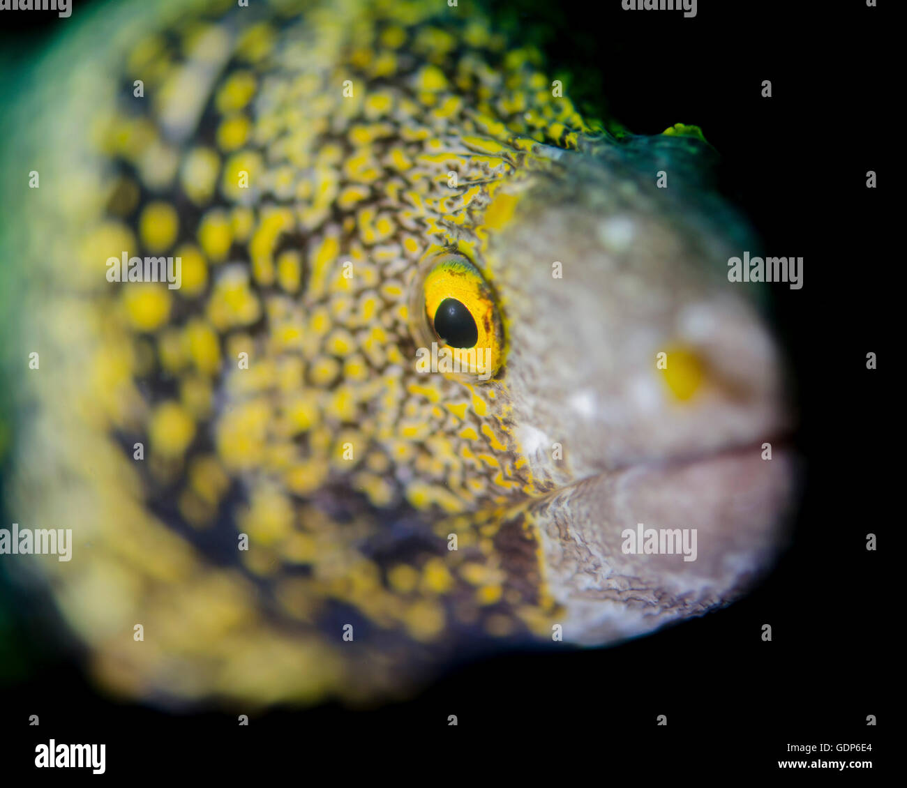 Snowflake moray eel (Echidna nebulosa) in Costa Rica Stock Photo - Alamy