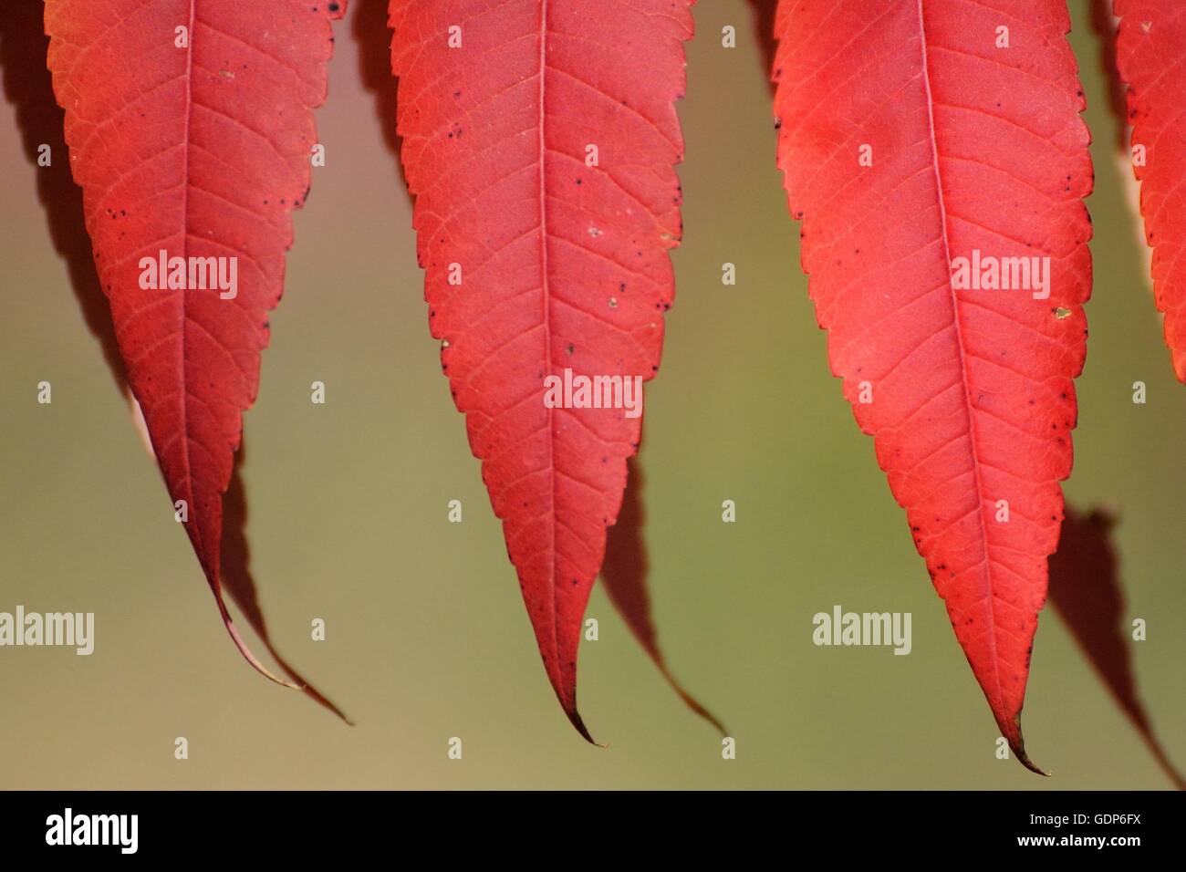Sumac leaves hi-res stock photography and images - Alamy