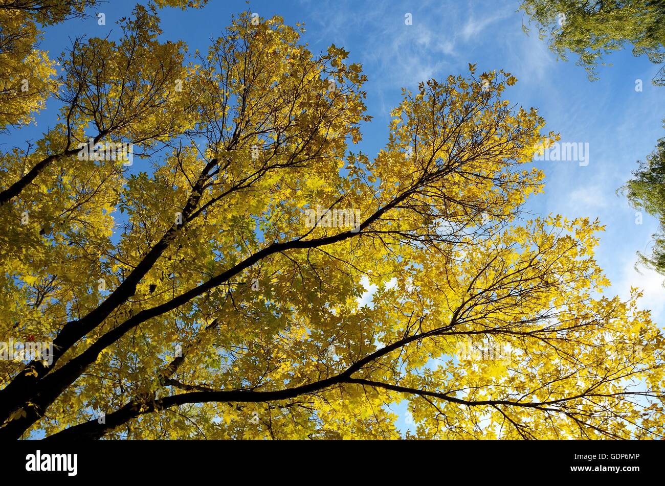 Ash tree leaves united states hi-res stock photography and images - Alamy