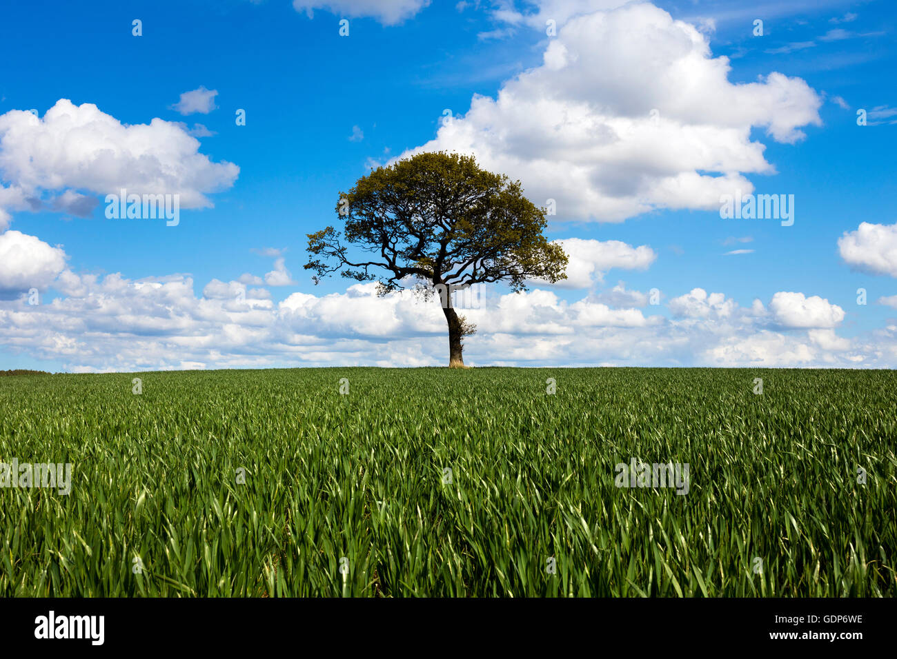 Green crop hi-res stock photography and images - Alamy