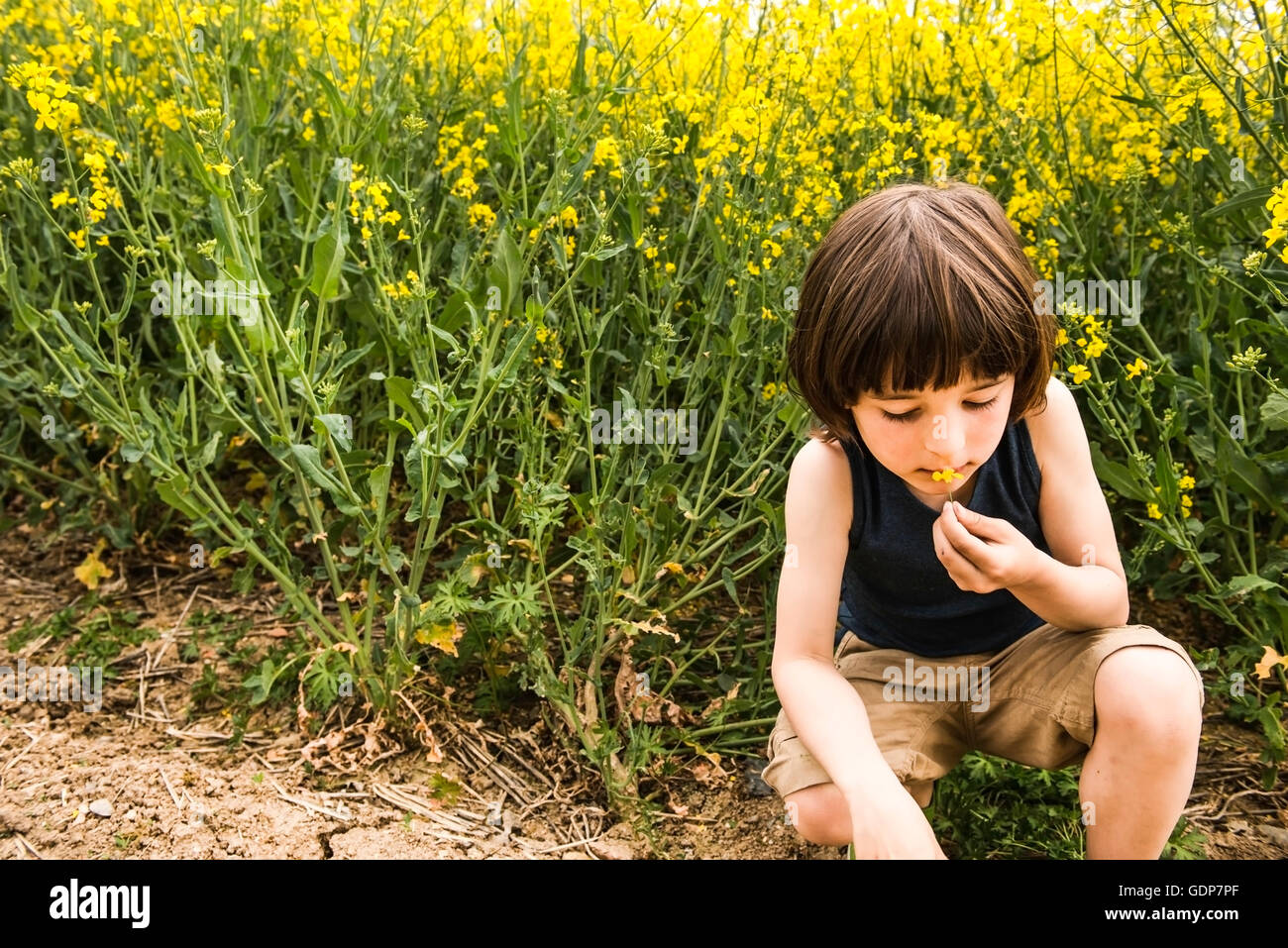 Boy crouching smelling yellow flower from field Stock Photo - Alamy