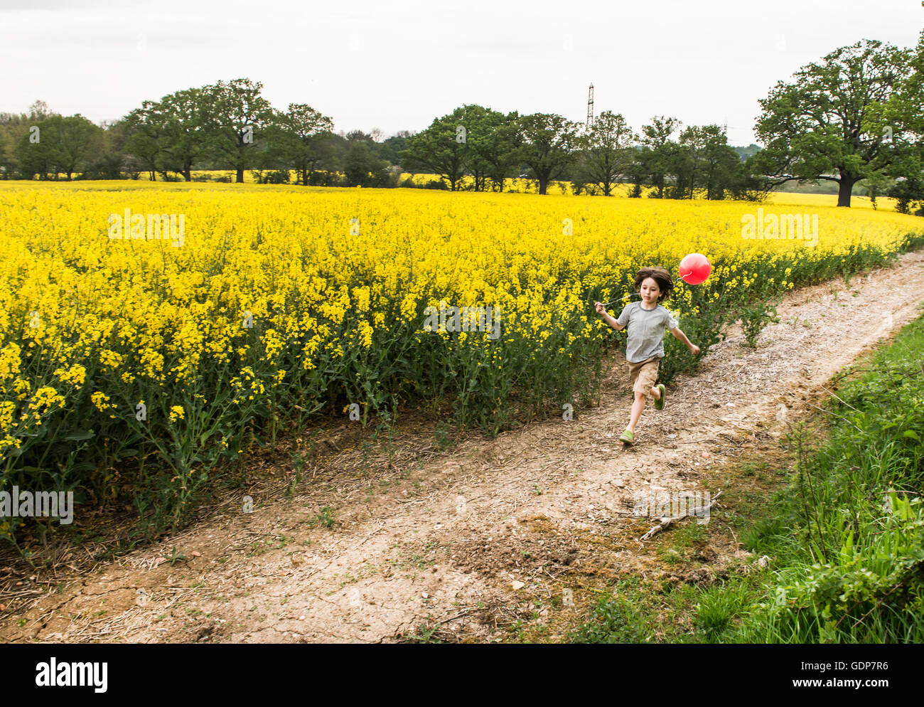 Boy running along yellow flower field track pulling red balloon Stock ...
