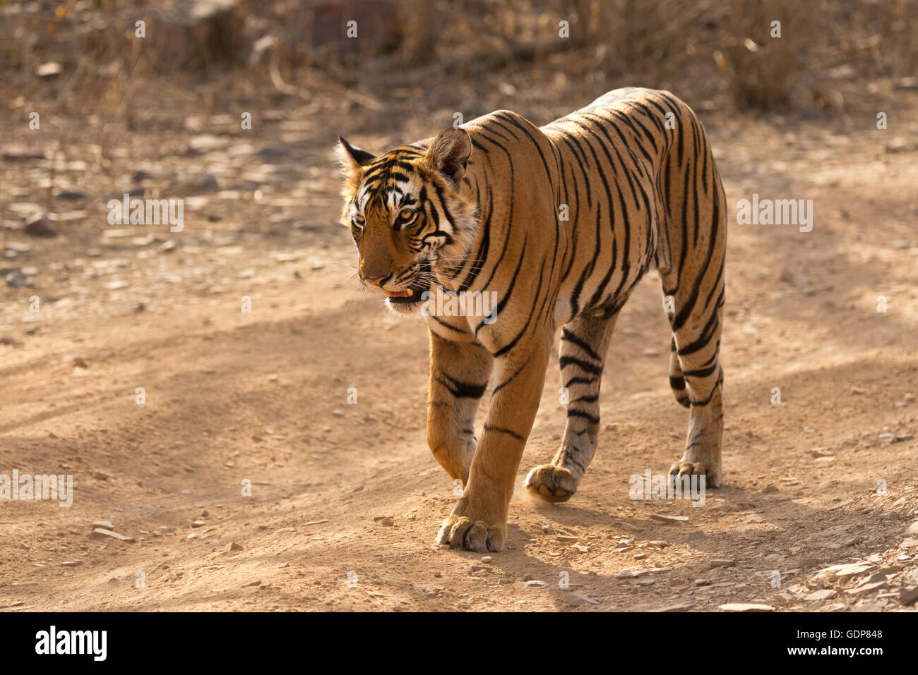 Wild Royal Bengal Tiger in the Ranthambore National Park in Rajasthan ...