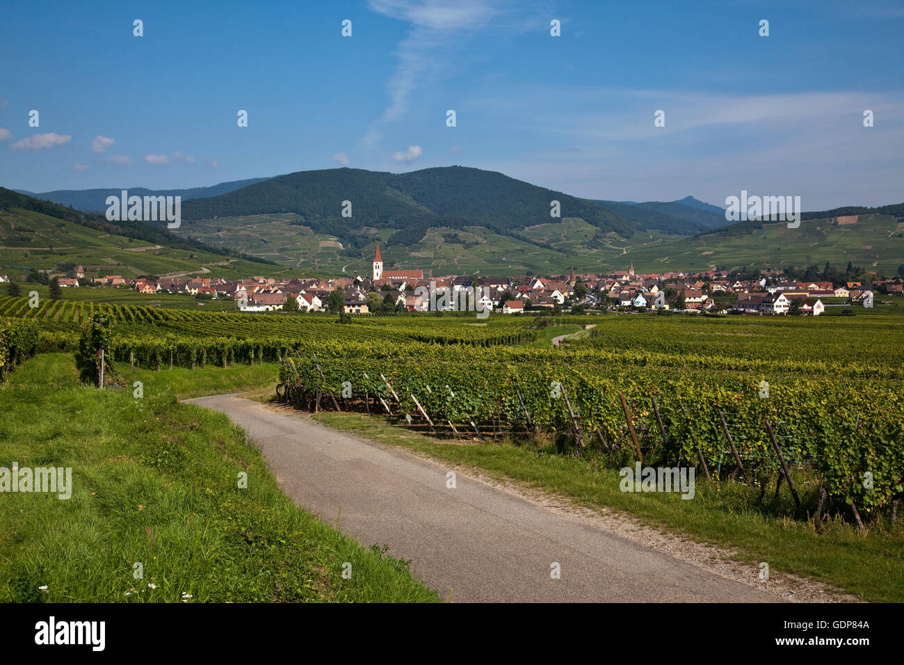 Landscape with road through vineyards, Alsace, Lorraine, France Stock ...