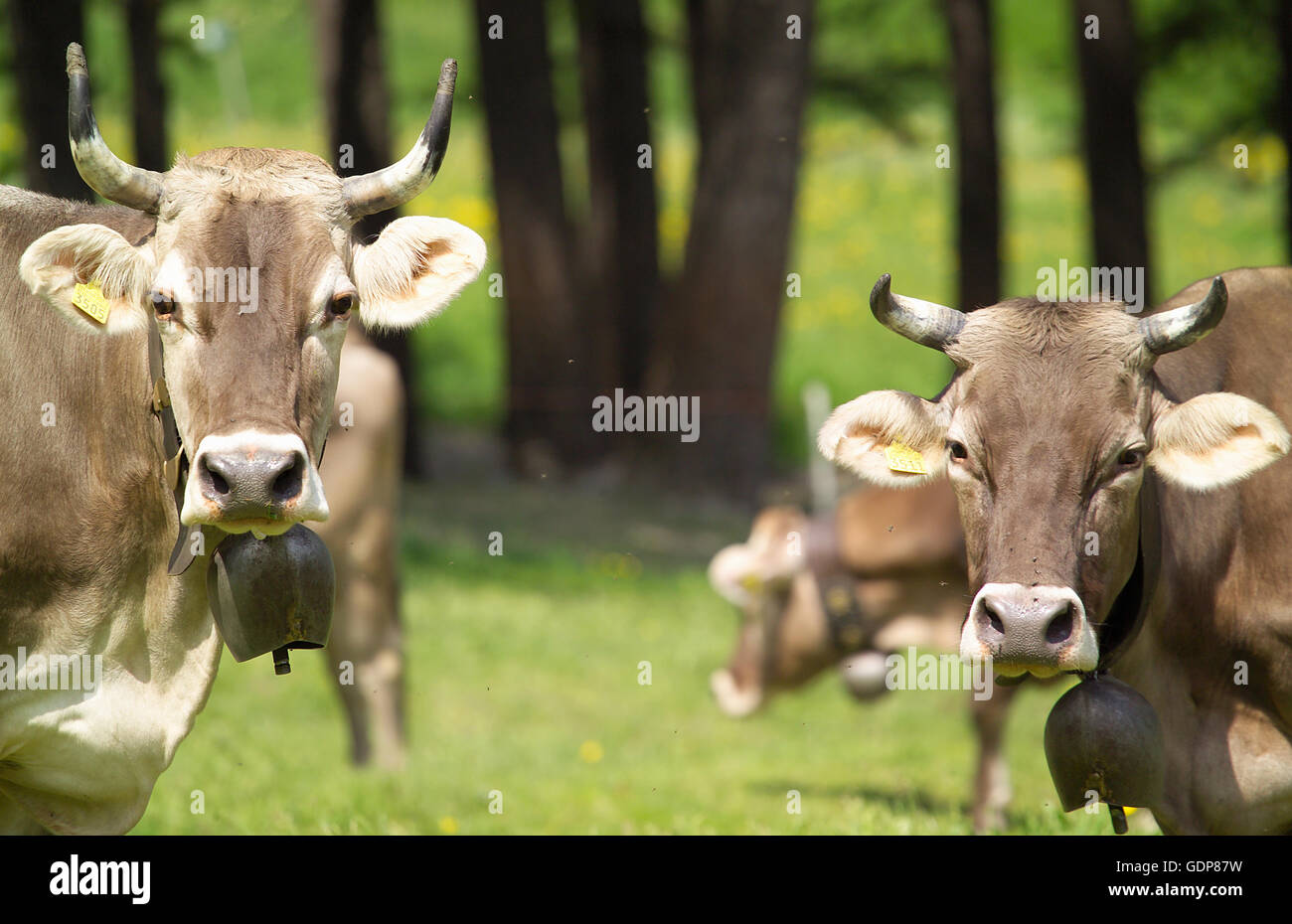 Cows wearing cow bells looking at camera, Swiss Alps, Switzerland Stock ...