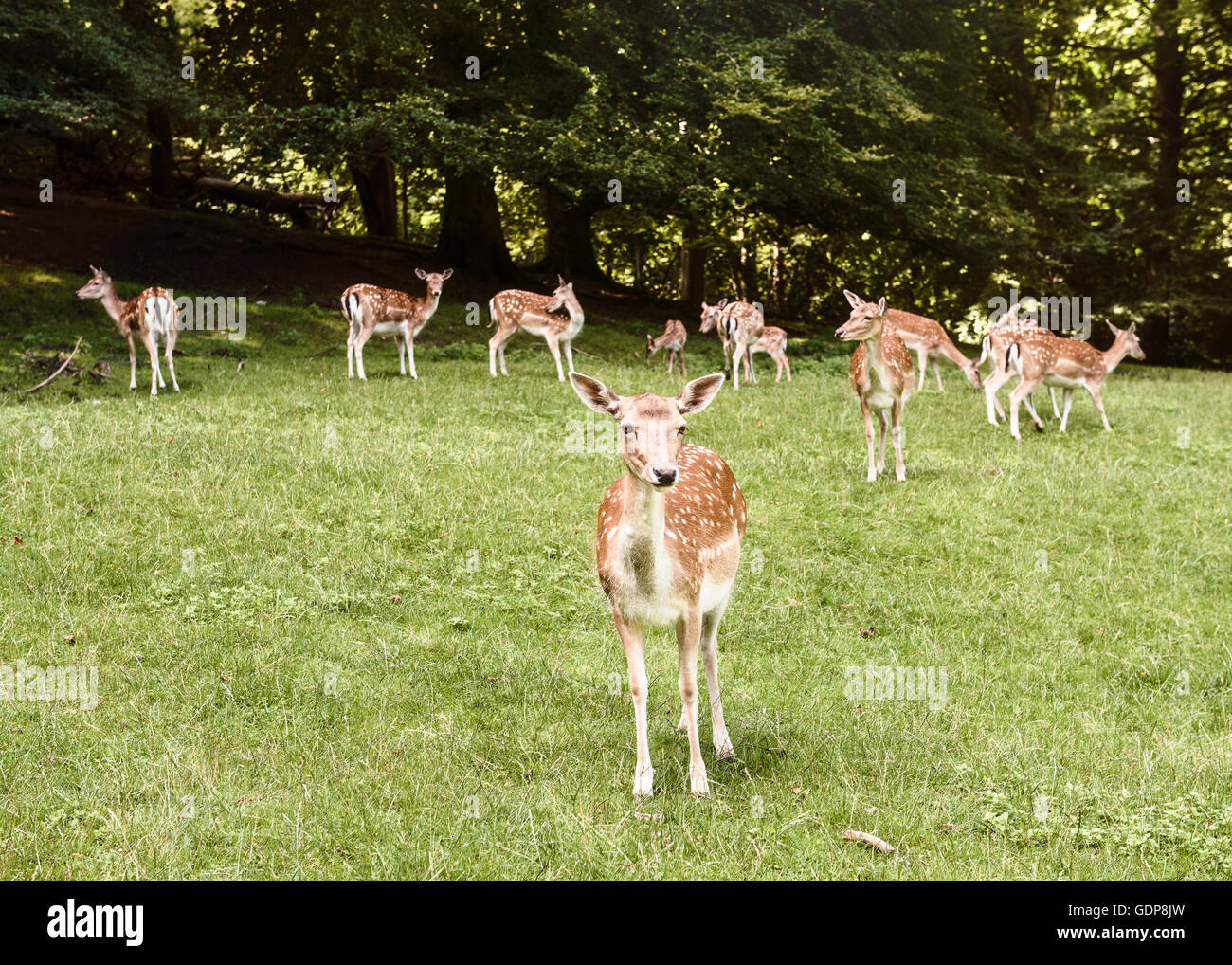 Group of deer, Aarhus, Denmark Stock Photo - Alamy