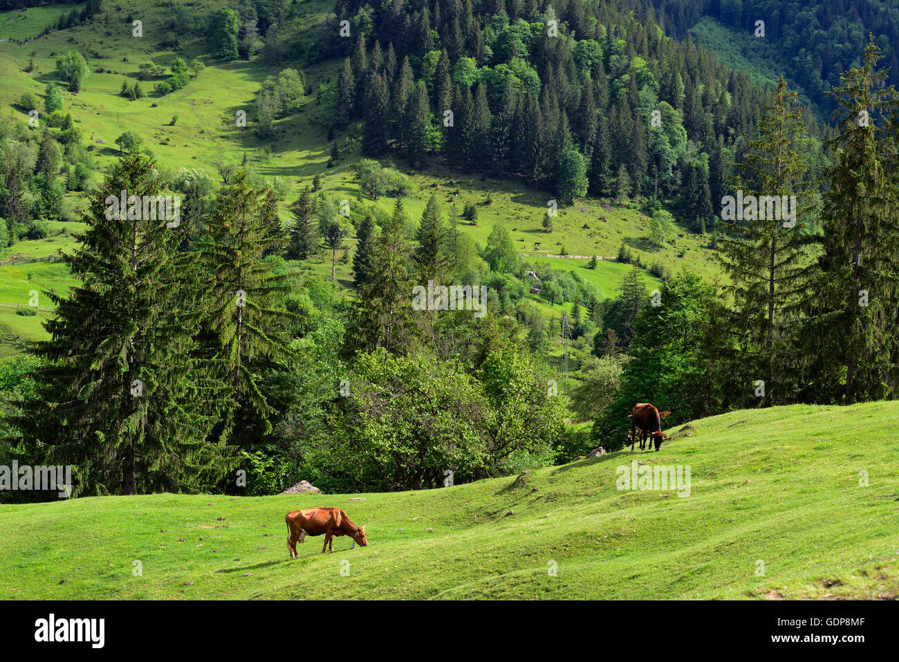 Dzembronya Village, Carpathian Mountains, Ivano-Frankovsk Region ...