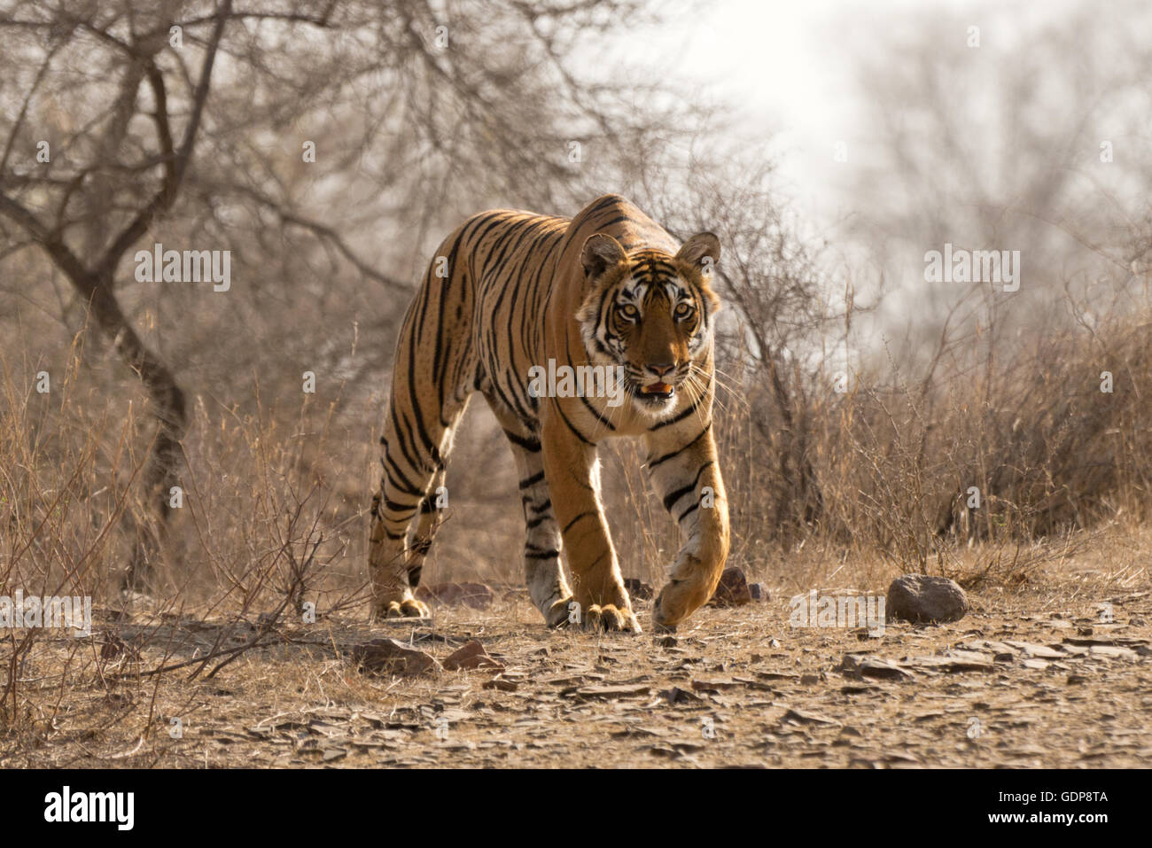 Wild Royal Bengal Tiger in the Ranthambore National Park in Rajasthan ...