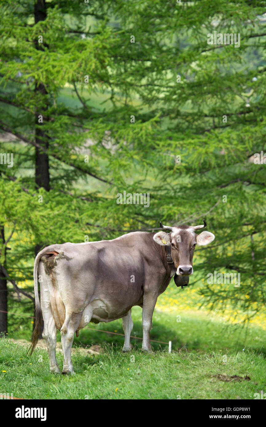Cow wearing cow bell looking over shoulder, Swiss Alps, Switzerland ...