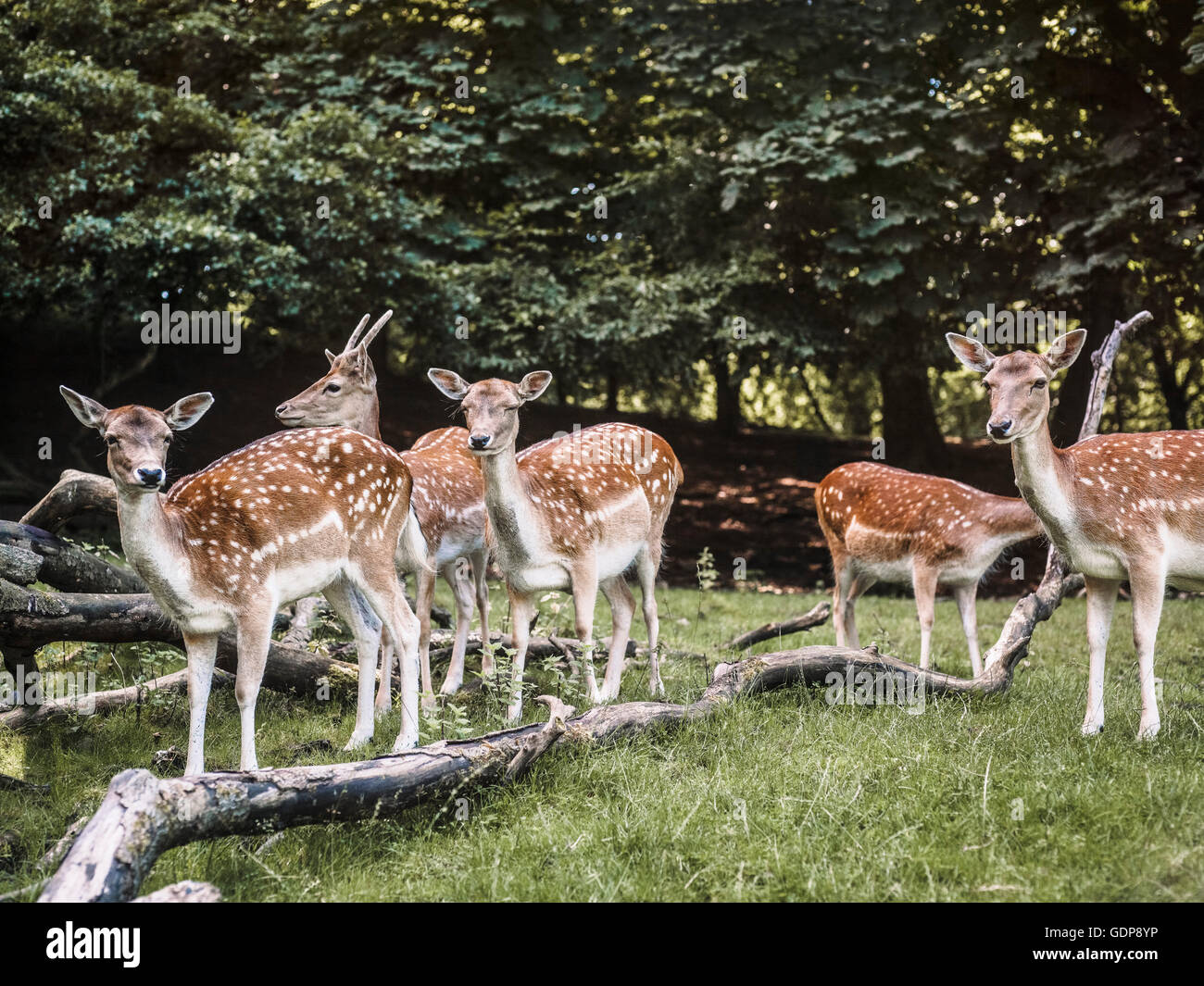 Group of deer hi-res stock photography and images - Alamy