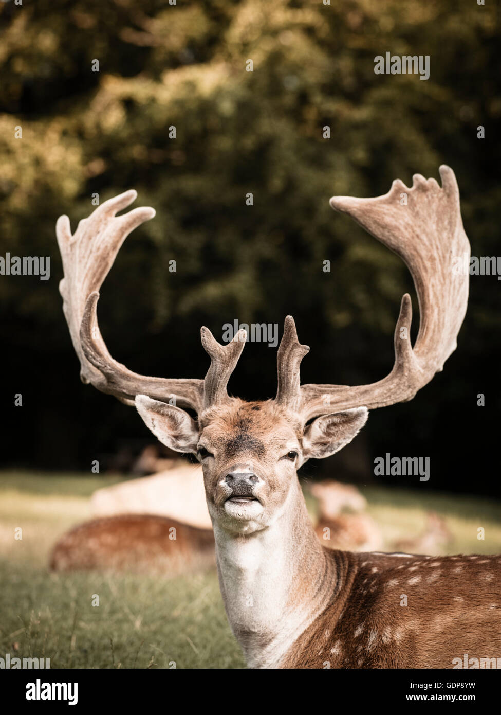 Portrait of deer, Aarhus, Denmark Stock Photo - Alamy