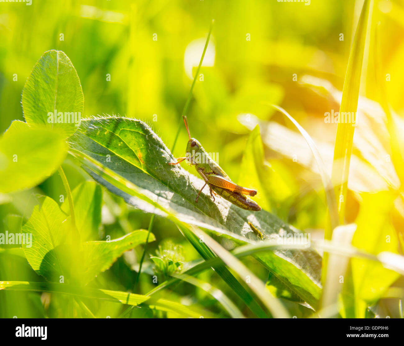 Grasshopper point hi-res stock photography and images - Alamy