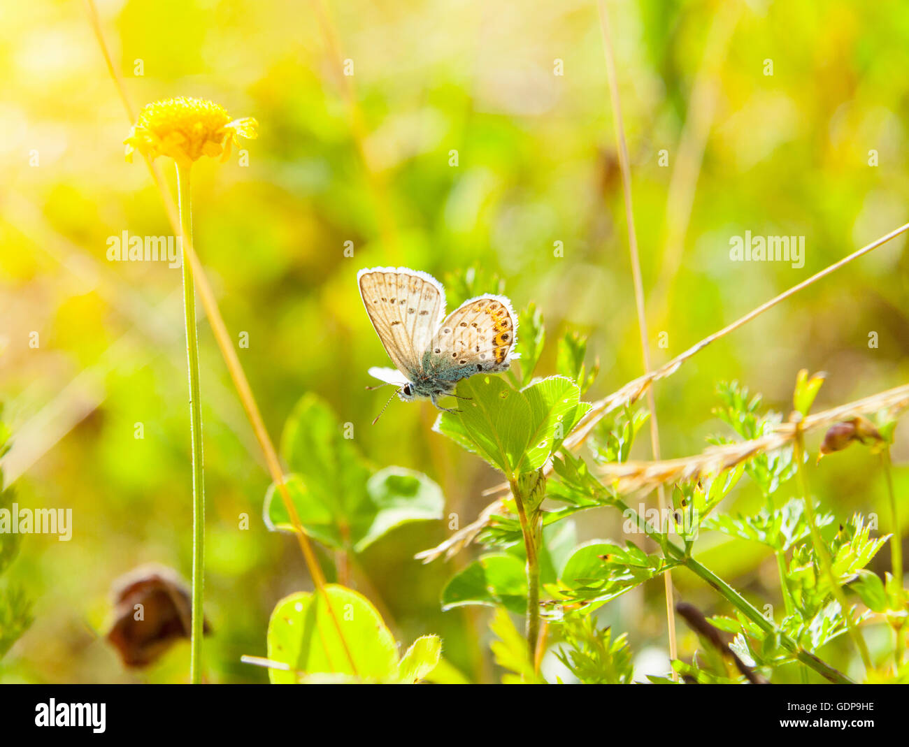 Blue butterfly on leaf hi-res stock photography and images - Alamy