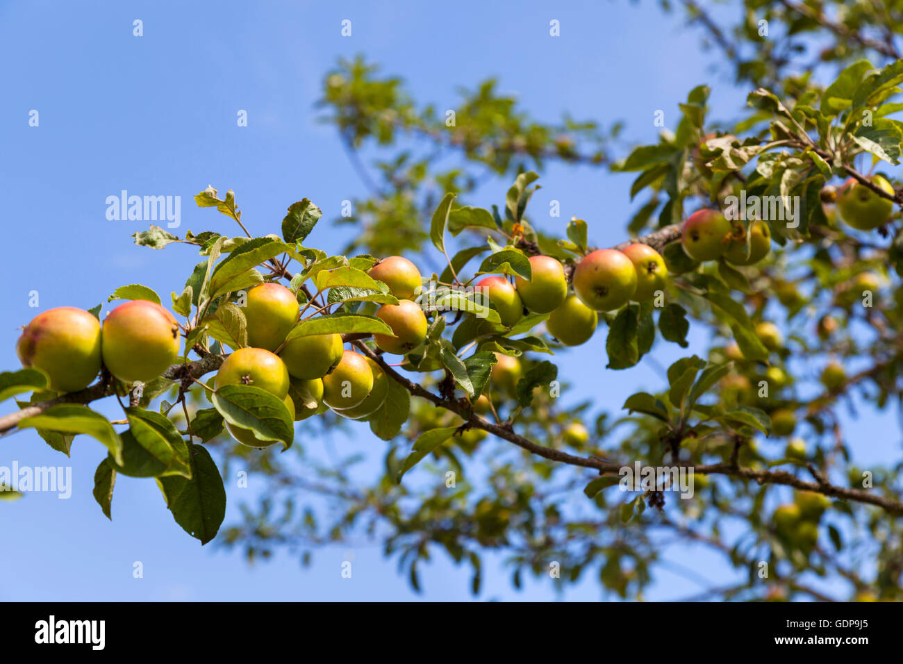 Apple tree branch hi-res stock photography and images - Alamy
