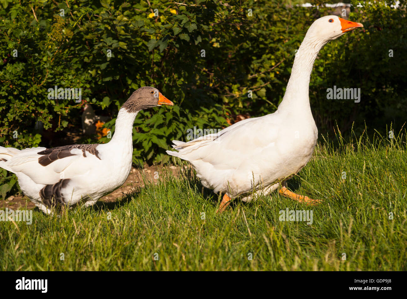Side two geese hi-res stock photography and images - Alamy