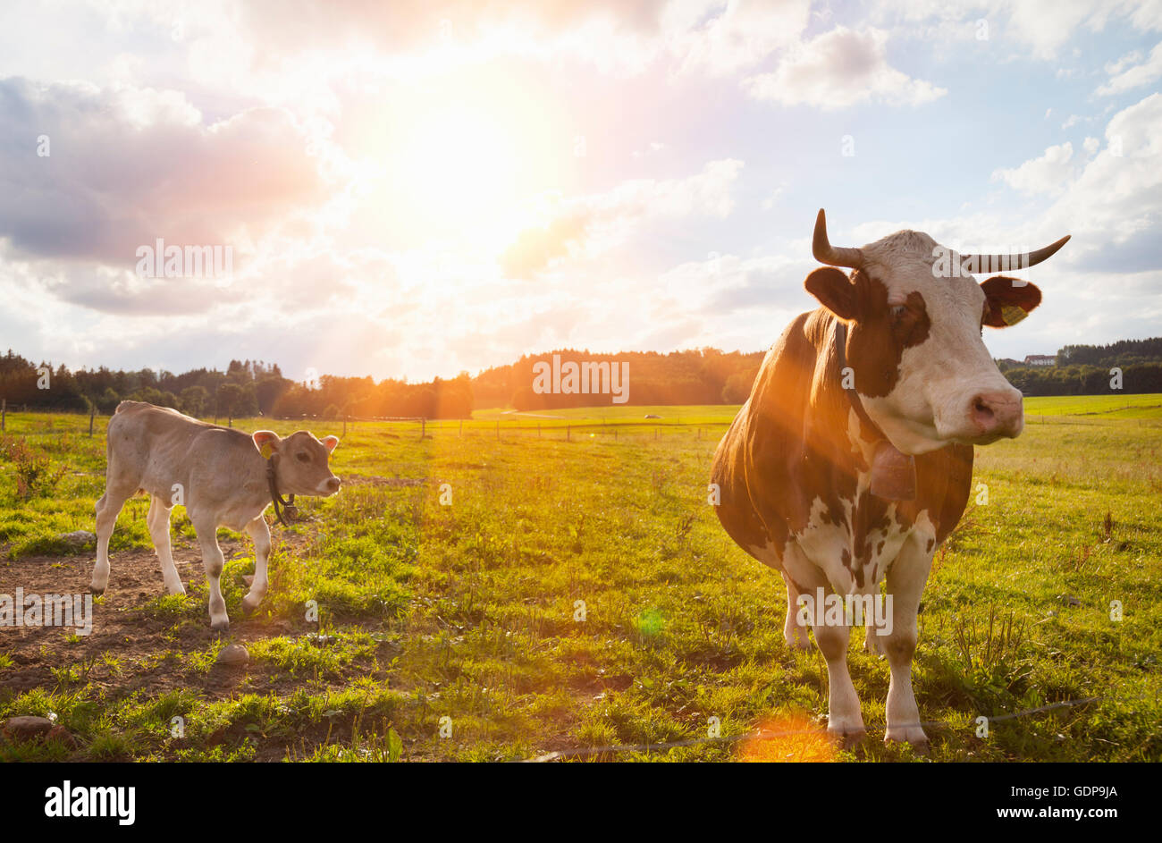 Cow calf field hi-res stock photography and images - Alamy