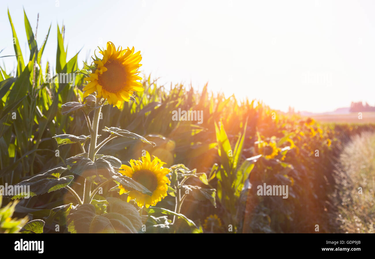 Blur on the edge hi-res stock photography and images - Alamy