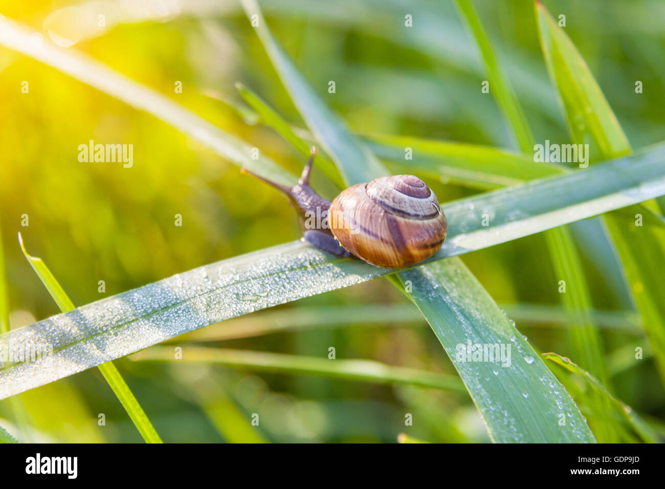 Close up of snail on blade of green grass Stock Photo - Alamy