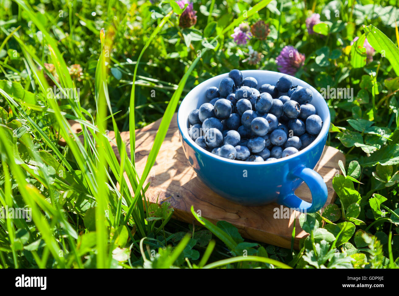 Cup of freshly picked blueberries in garden Stock Photo - Alamy