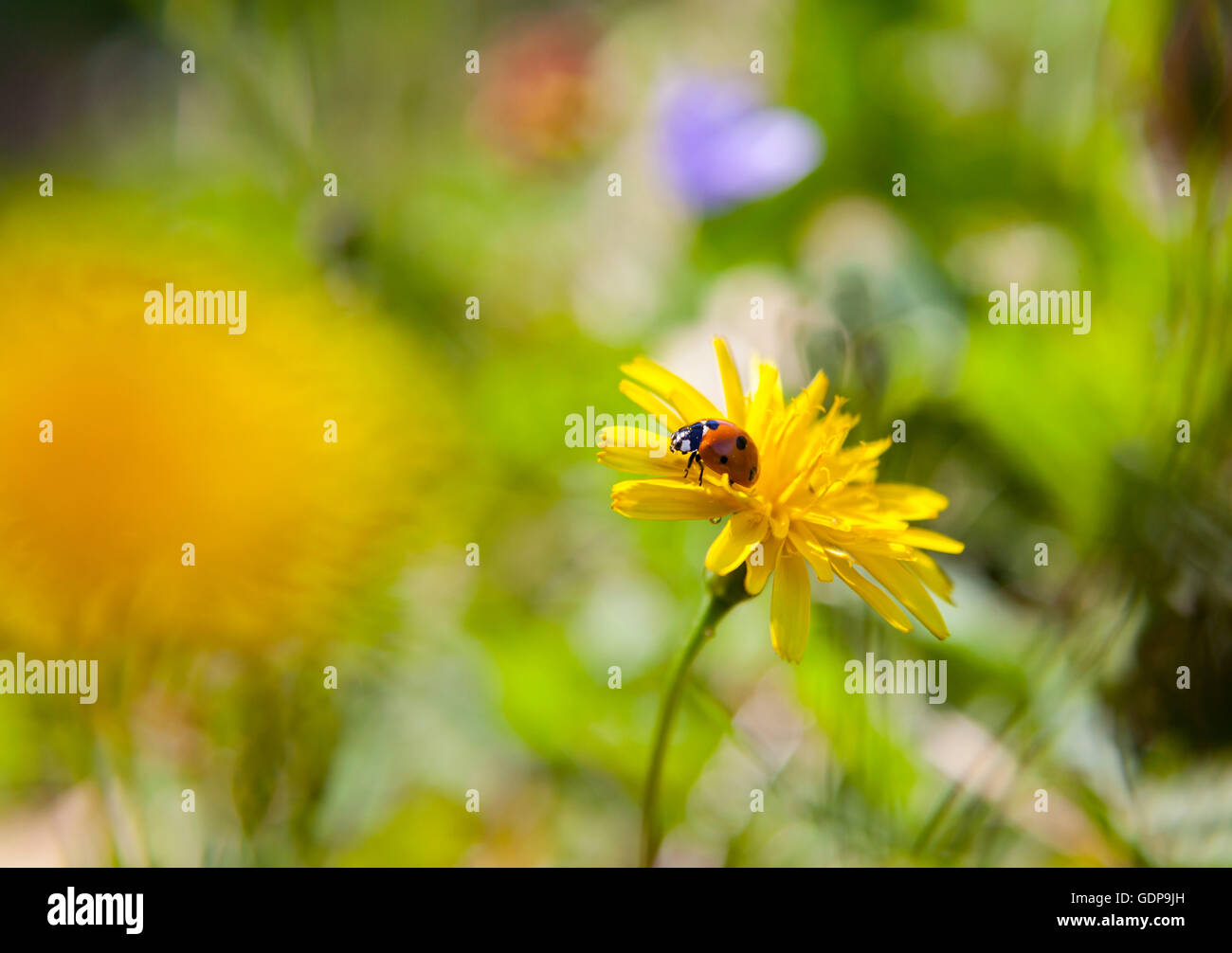 Close up view of ladybird hi-res stock photography and images - Alamy