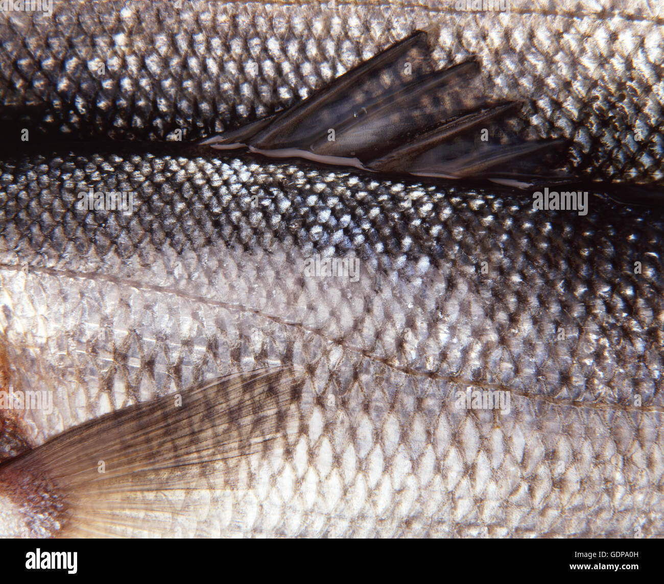 Fish scale anatomy hi-res stock photography and images - Alamy
