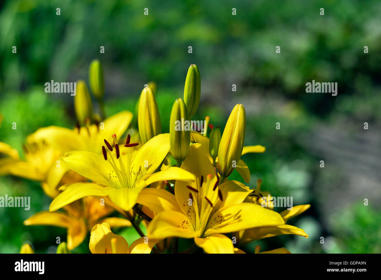 Oriental lily bed hi-res stock photography and images - Alamy