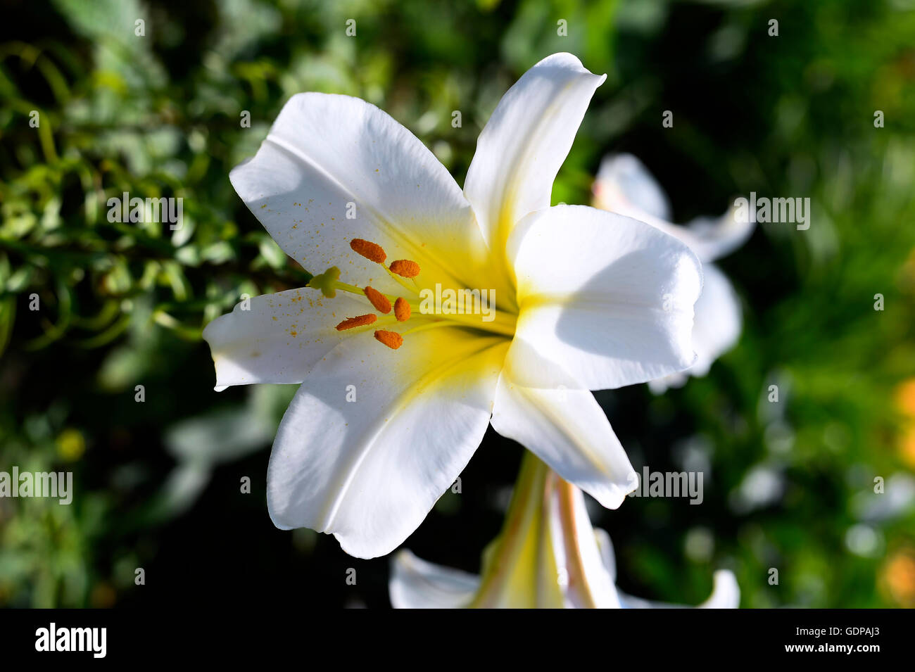 Decorative white lily in the garden closeup Stock Photo - Alamy