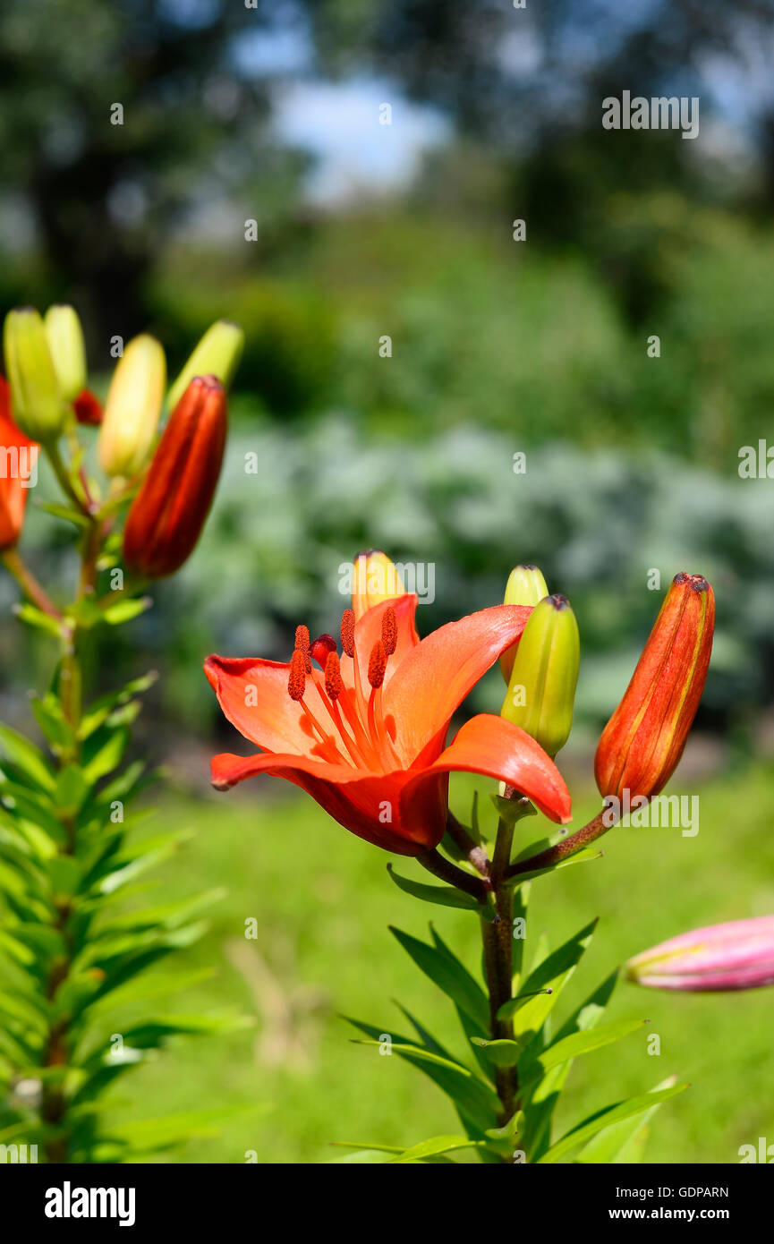 Flowering ornamental yellow lily in the garden closeup Stock Photo - Alamy