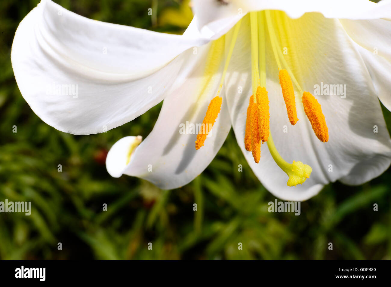 Decorative white lily in hi-res stock photography and images - Alamy