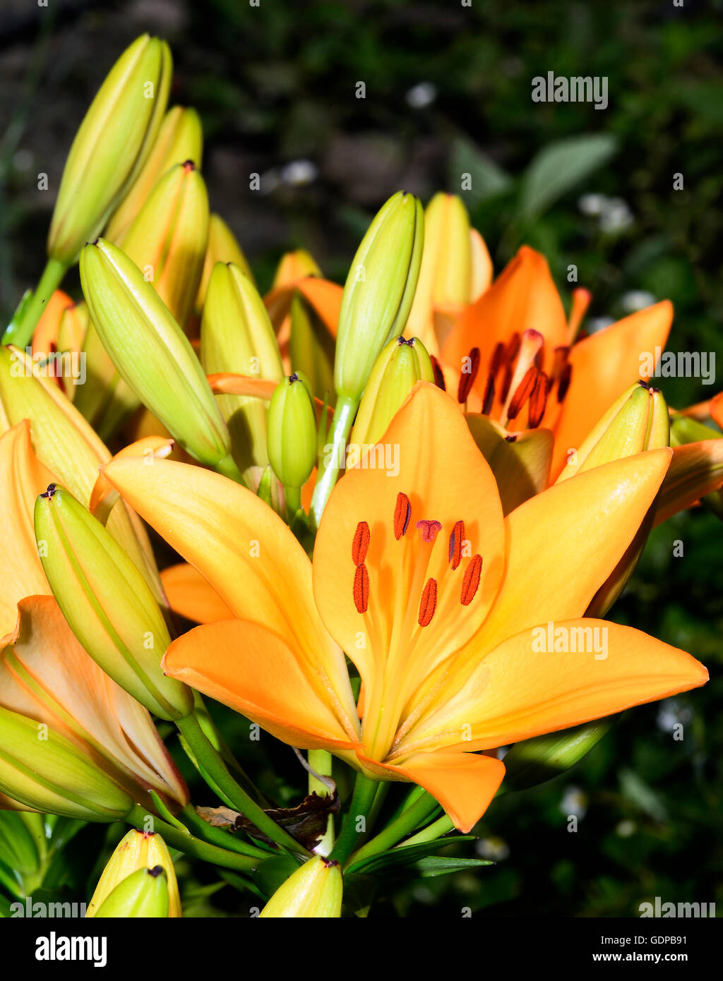 Flowering ornamental yellow lily in the garden closeup Stock Photo - Alamy