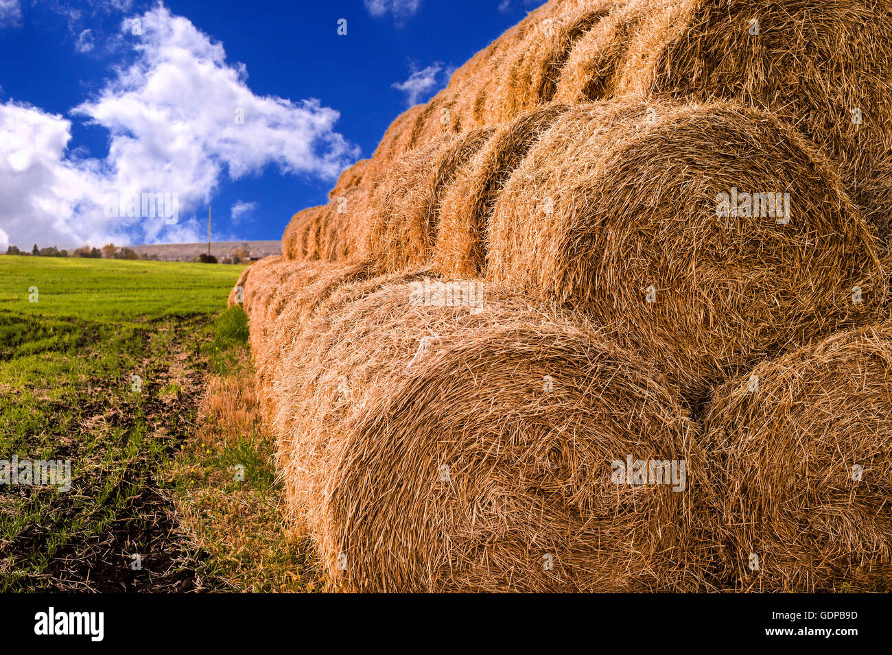 Rolls of hay stacked in a stack on the field against the blue sky Stock ...