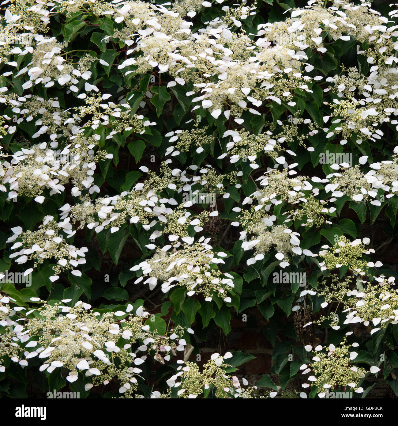 Hydrangea anomala, the Japanese climbing-hydrangea, is a species of ...