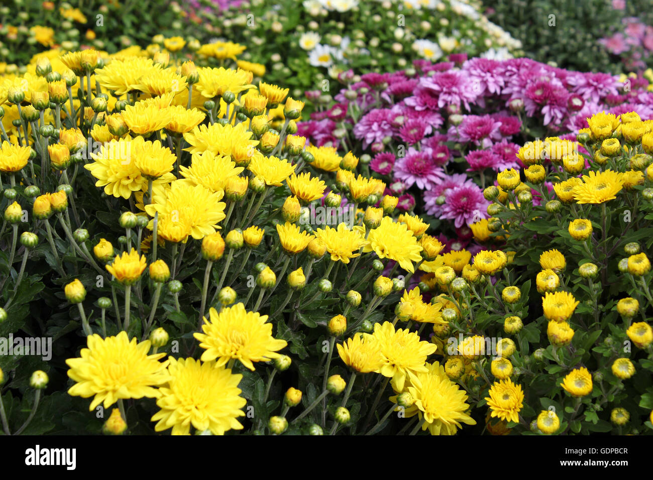 autumn flower background Stock Photo - Alamy
