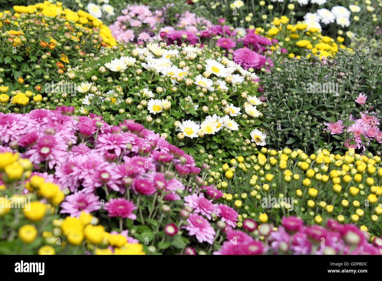 colorful autumn flower background Stock Photo - Alamy