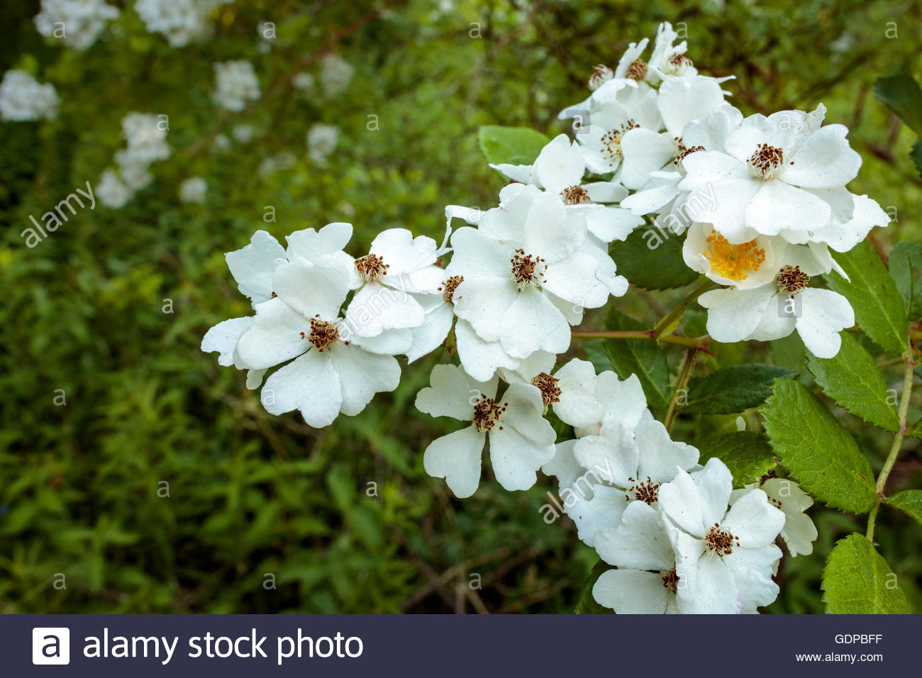 Rosa Polyantha High Resolution Stock Photography and Images - Alamy